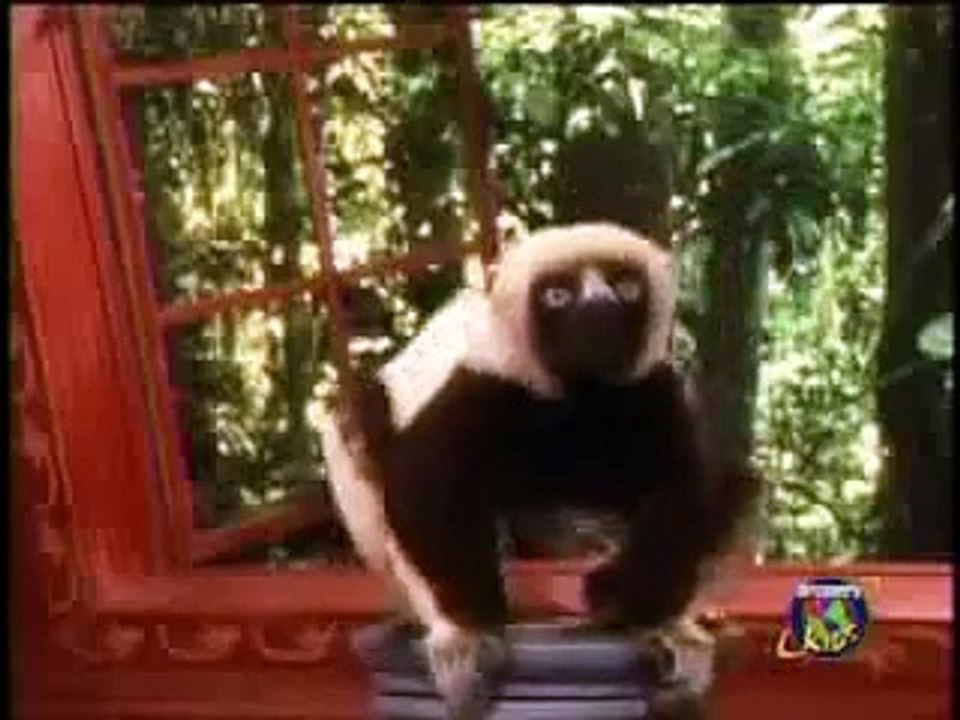 Zoboomafoo Cap. "Cachorros" (1/3) - video Dailymotion