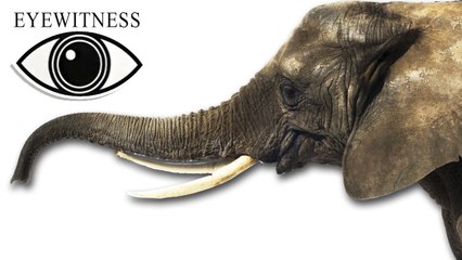 Eyewitness - Official Channel videos - Dailymotion