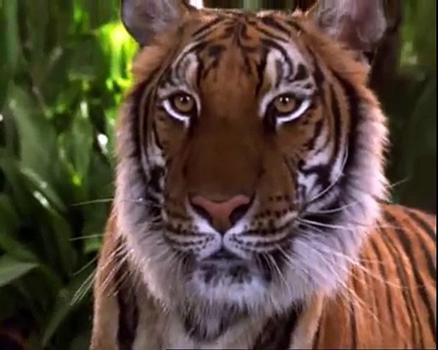 Wolf vs Tiger - THE WOLF RULE!!!! - video Dailymotion