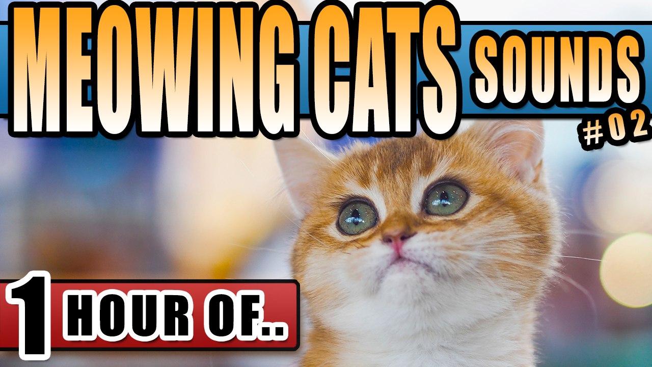 CAT SOUNDS, CAT MEOW, CAT MEOWING, kitty sounds to make a cat happy ...