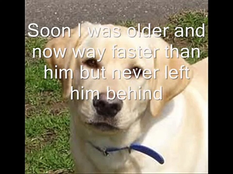 This will make you cry! (Sad dog story) - video Dailymotion