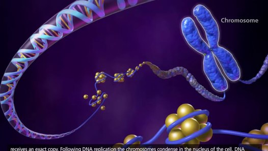 Cell Cycle and Mitosis [3D Animation] - video dailymotion