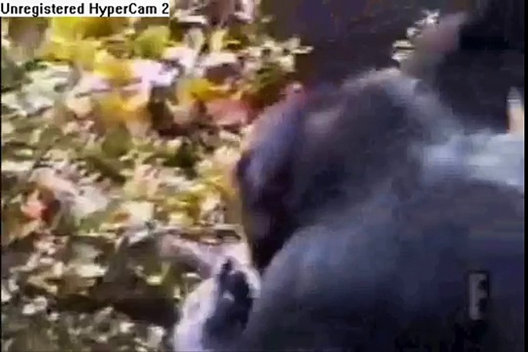 Monkey Smells Finger and Falls Out of Tree - video Dailymotion