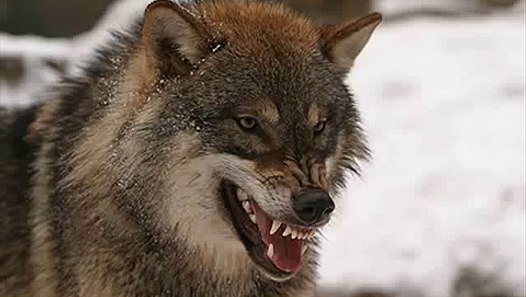 Wolf growling - video dailymotion