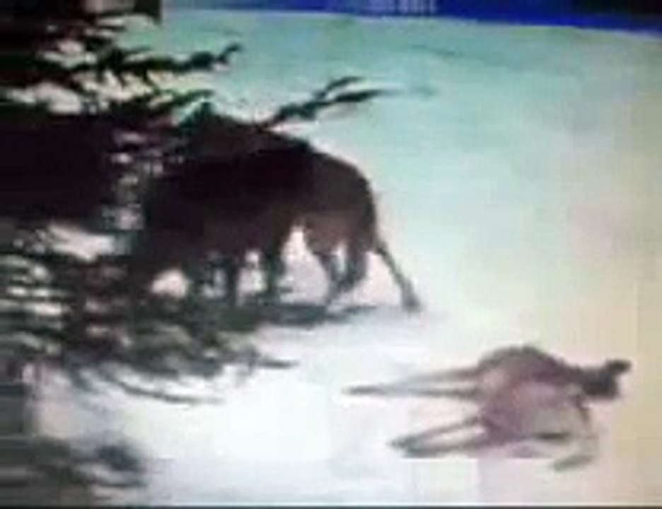 Wolverine vs wolf pack, wolverine destroys wolves. - video Dailymotion
