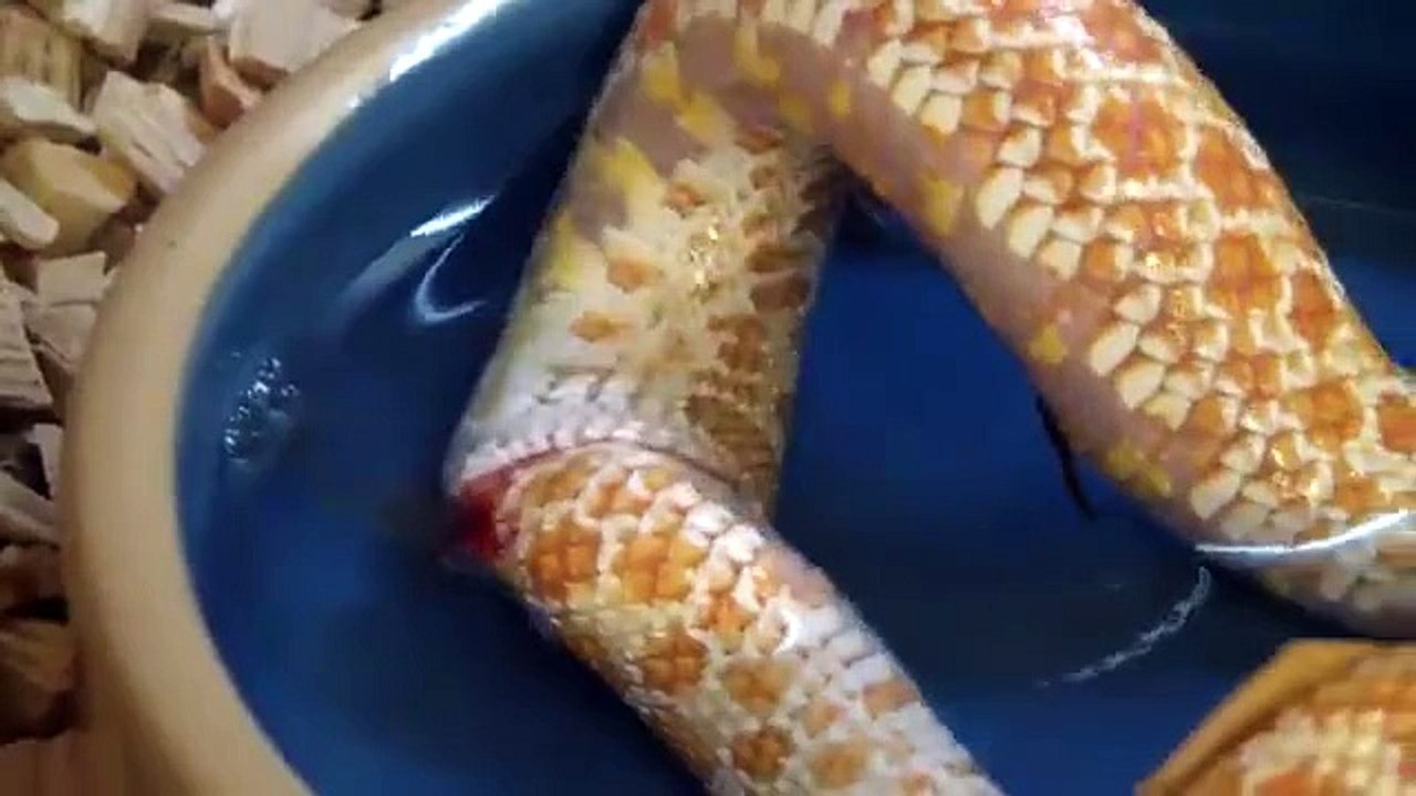Snake eating itself - Suicidal - video Dailymotion