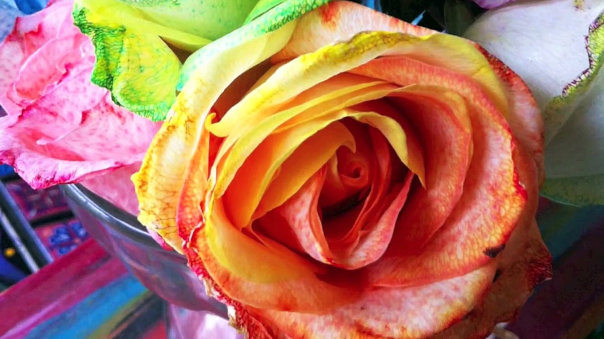 Rainbow Tye Dye Rose