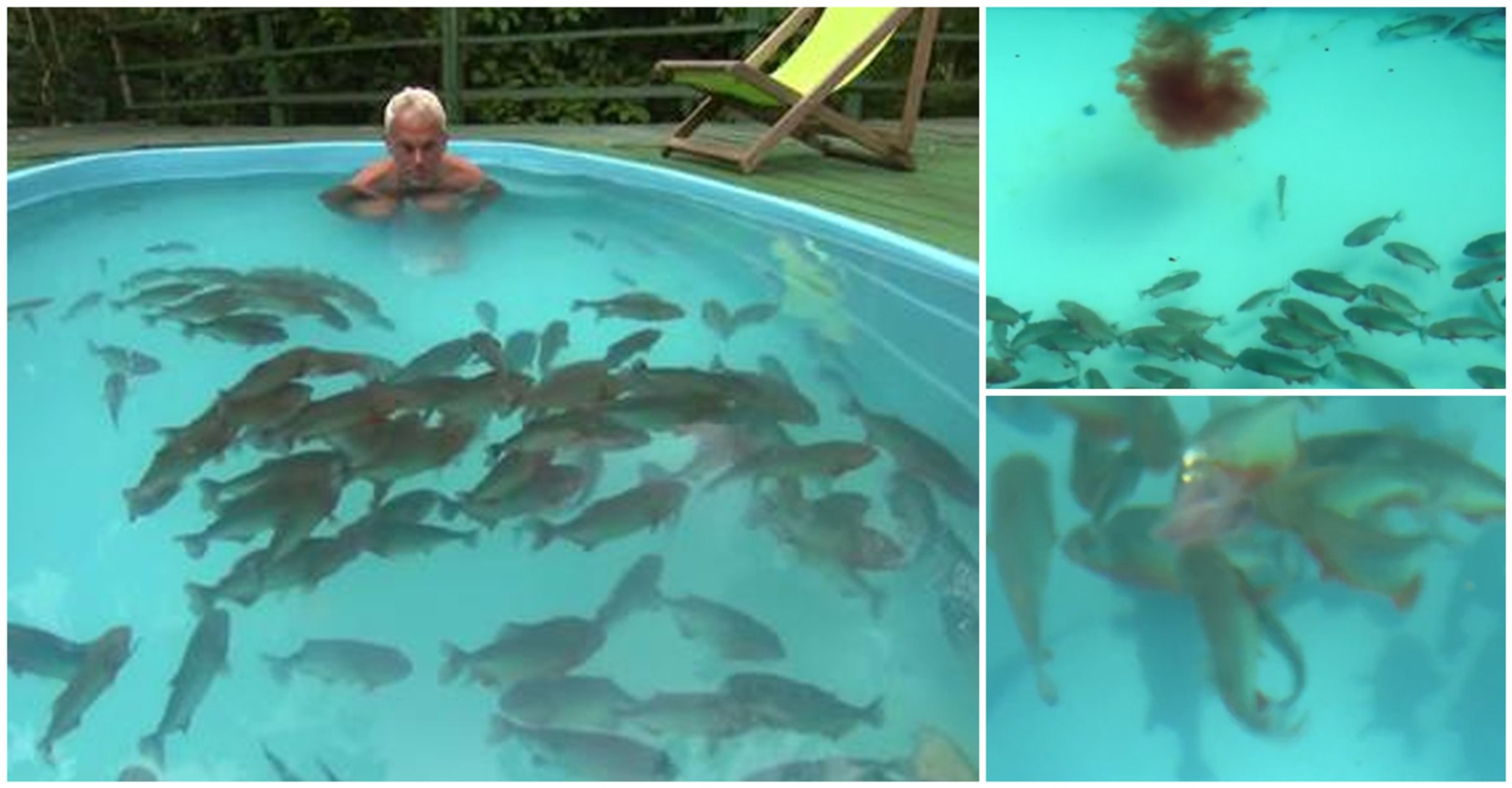River Monsters Piranha Pool