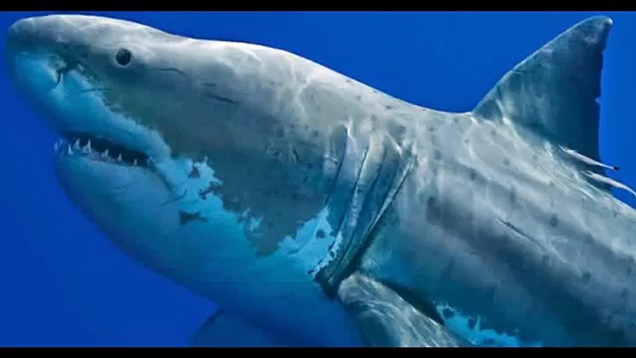 Real megalodon shark spotted alive. - video Dailymotion