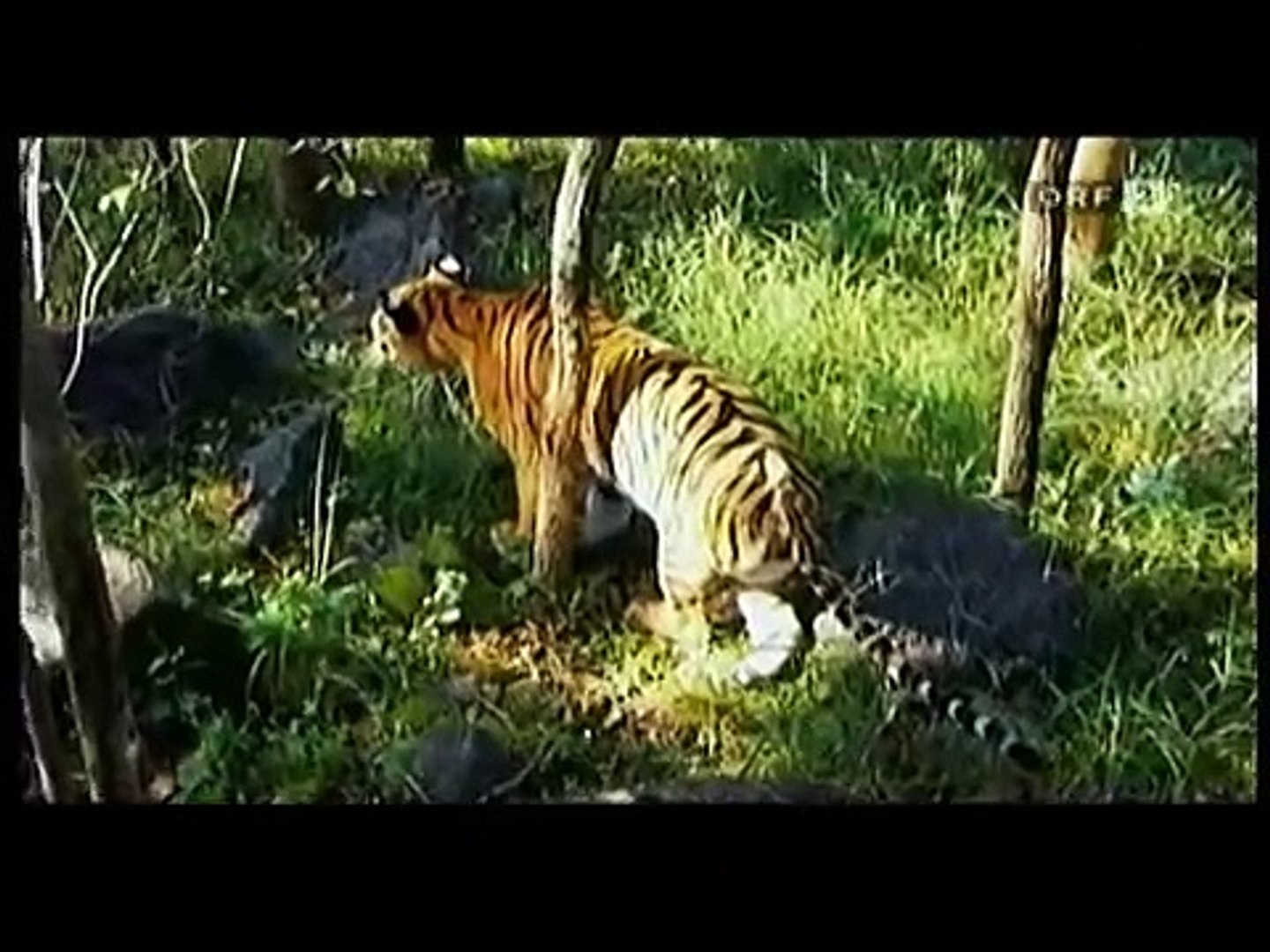 Tiger Vs Bear Animal Face Off