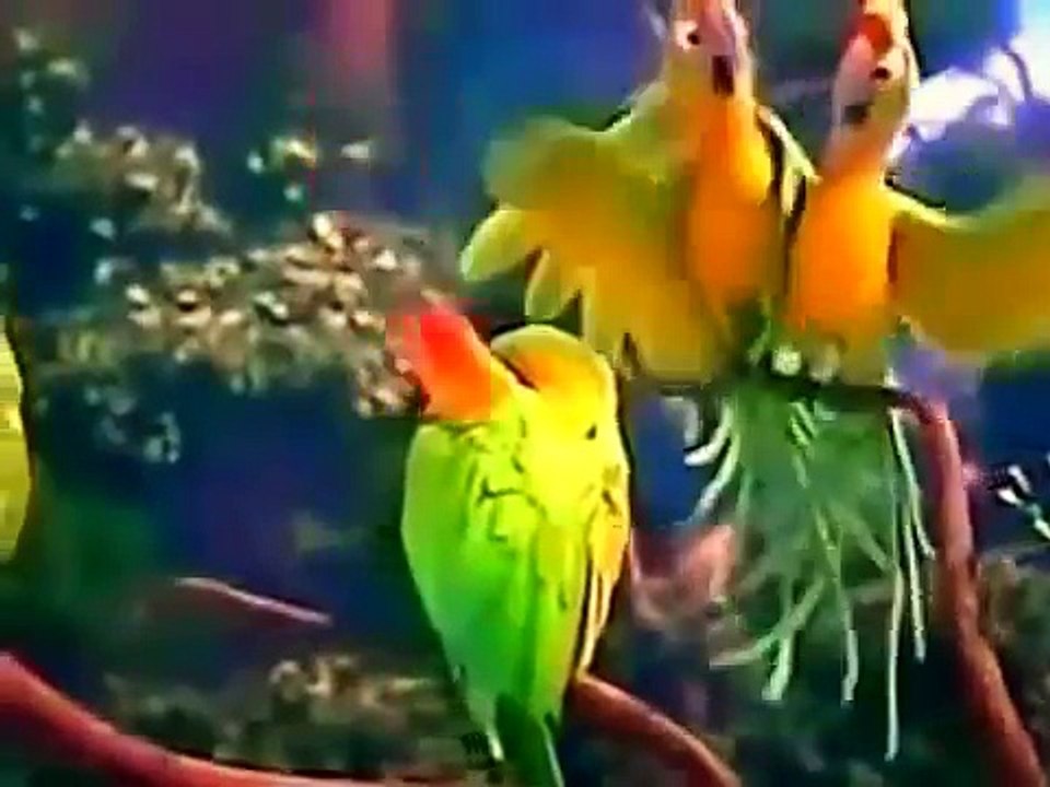 Happy Birthday, Rio Salsa Style! Cumpleaños Feliz! - video Dailymotion