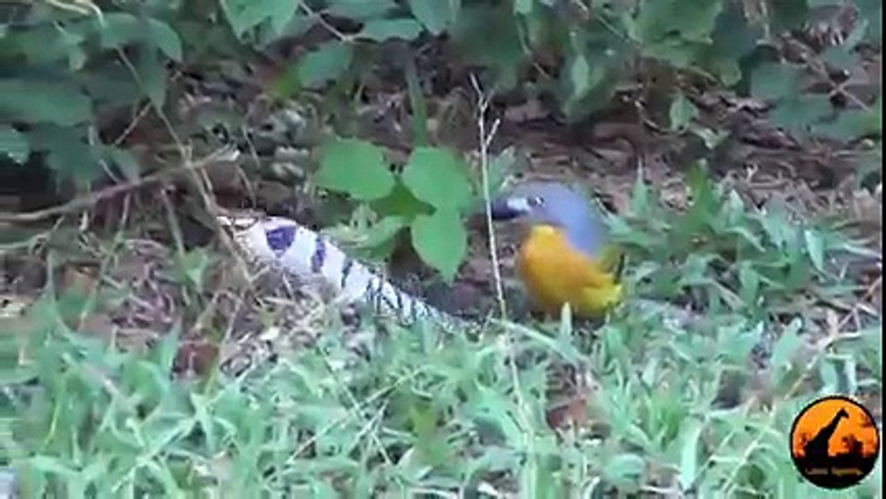 Bird vs Snake - video Dailymotion