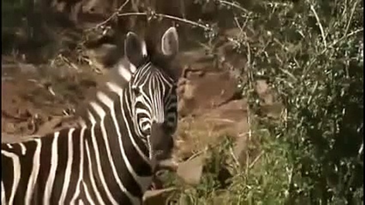 Discovery Channel Documentary | Animal Planet | National Geographic ...