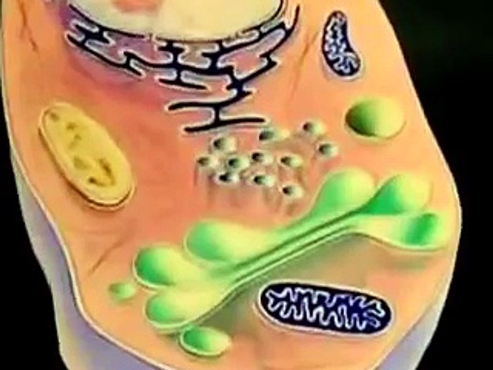 Cell Organelles And Their Function Animation (BOTH 3D AND MICROSCOPIC ...