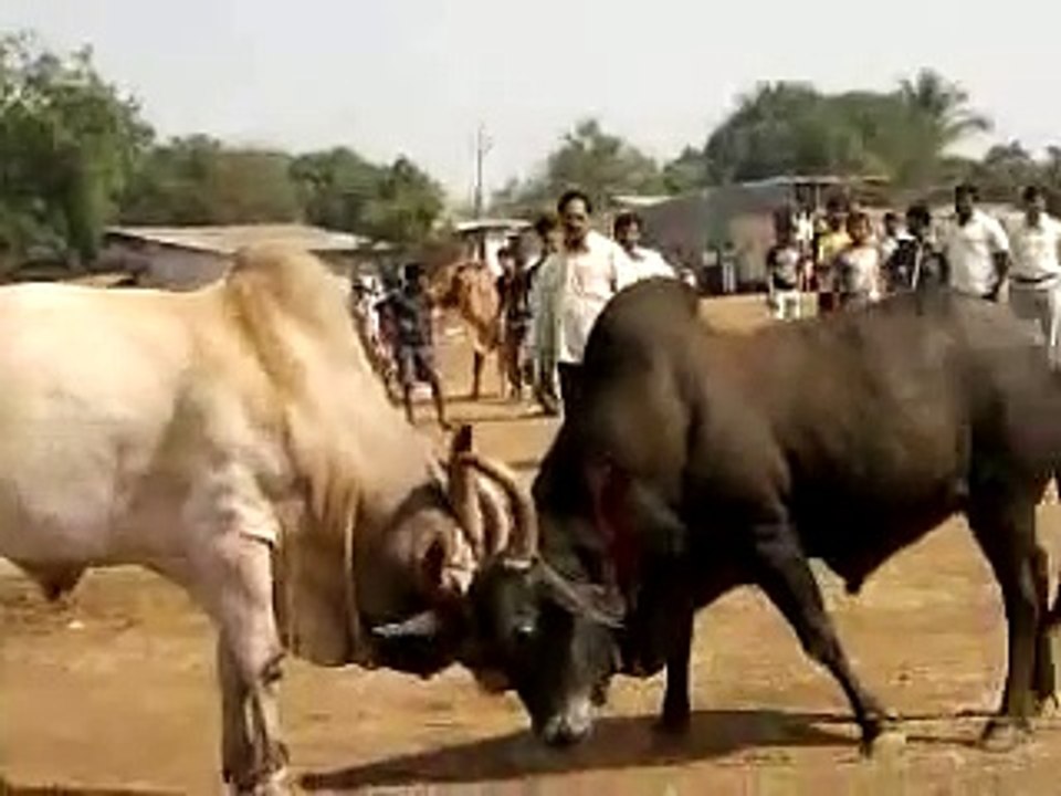Bull Fight In India - video Dailymotion