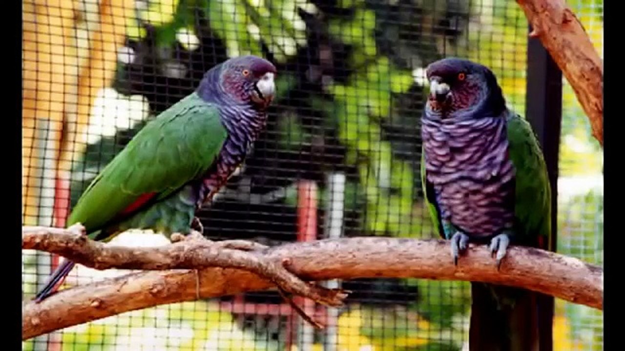 First Captive-bred Imperial Parrot (Amazona imperialis) - video Dailymotion