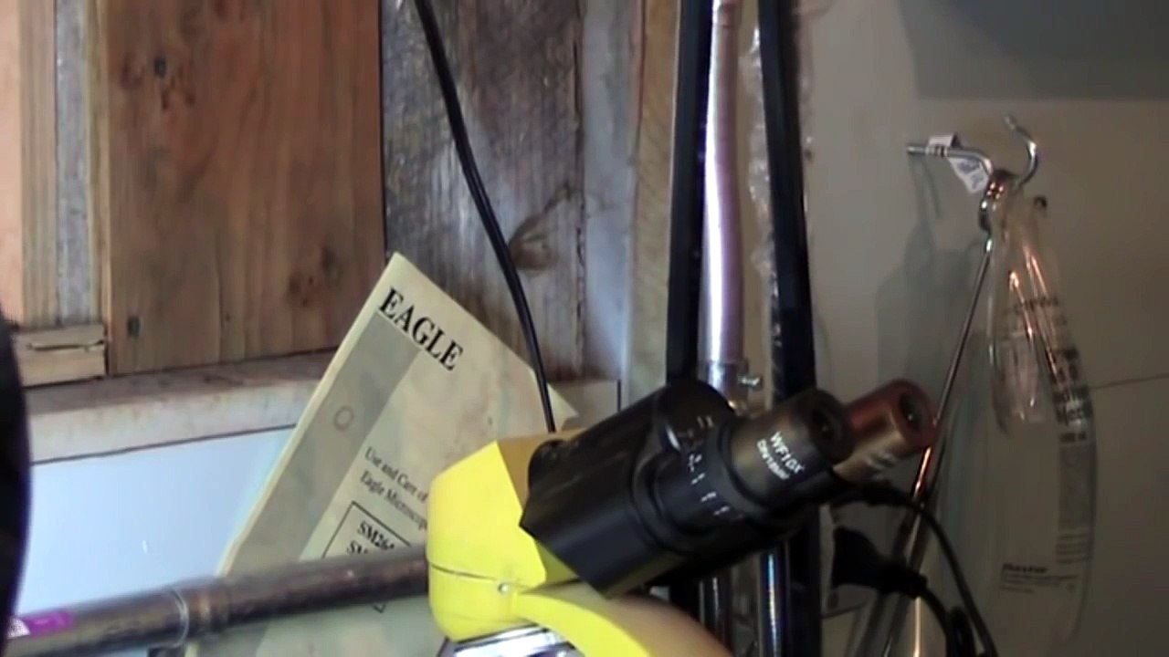 Maggot Infestation On Squirrel - Maggot Therapy for Wounds | Mangoworms ...