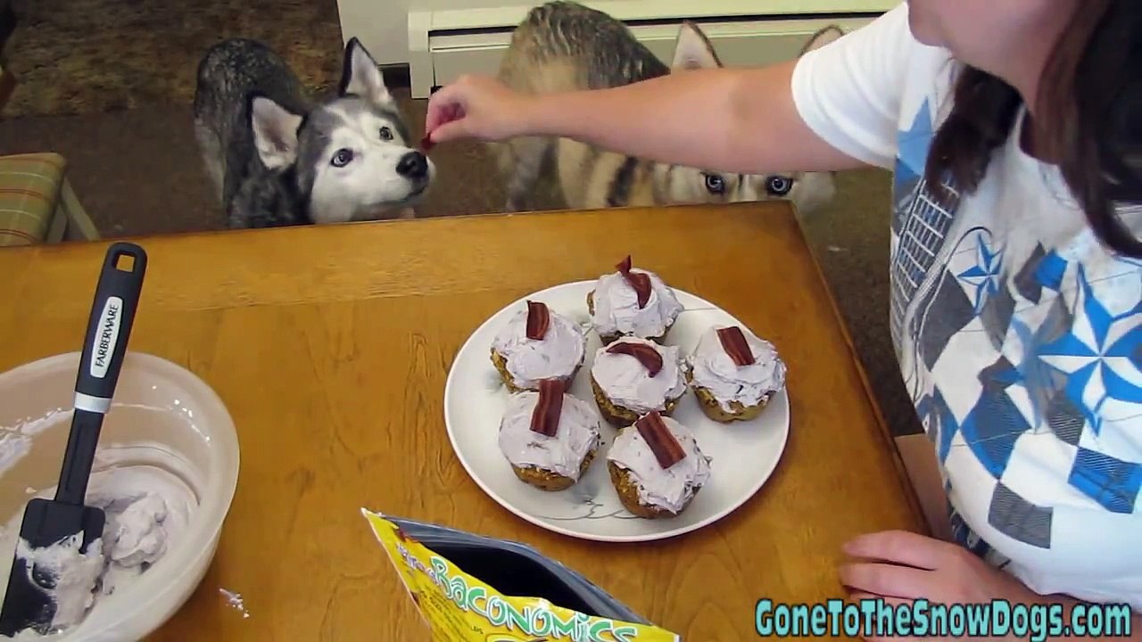 Original Gone to the Snow Dogs Music Video! Shiloh and Shelby Theme ...