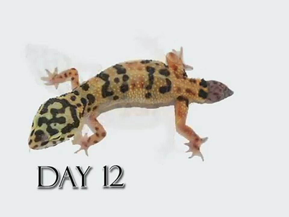 Leopard Gecko Time Lapse Tail Regeneration (Regenerated Leopard Gecko ...