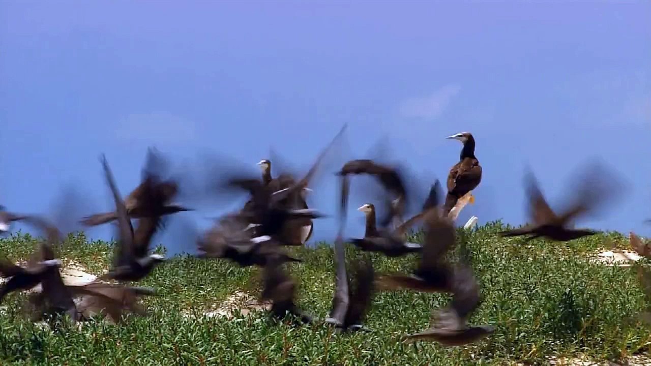 Wildlife In HD (Windows 7 Sample Video) - video Dailymotion