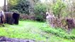 Part bred Arab stallion with maiden mare covering - video Dailymotion