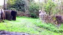 Part bred Arab stallion with maiden mare covering - video Dailymotion