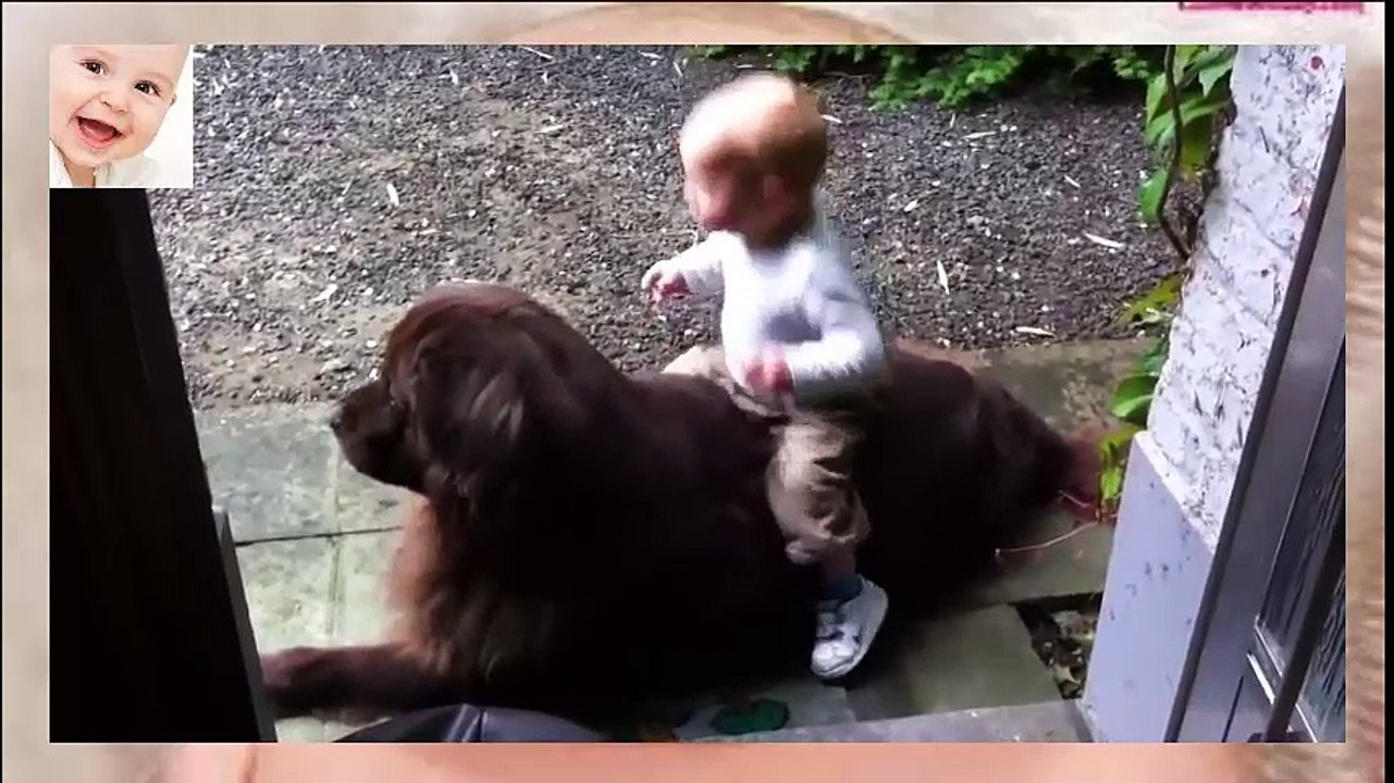 Funny Baby Riding Dogs - So lovely - Video Dailymotion