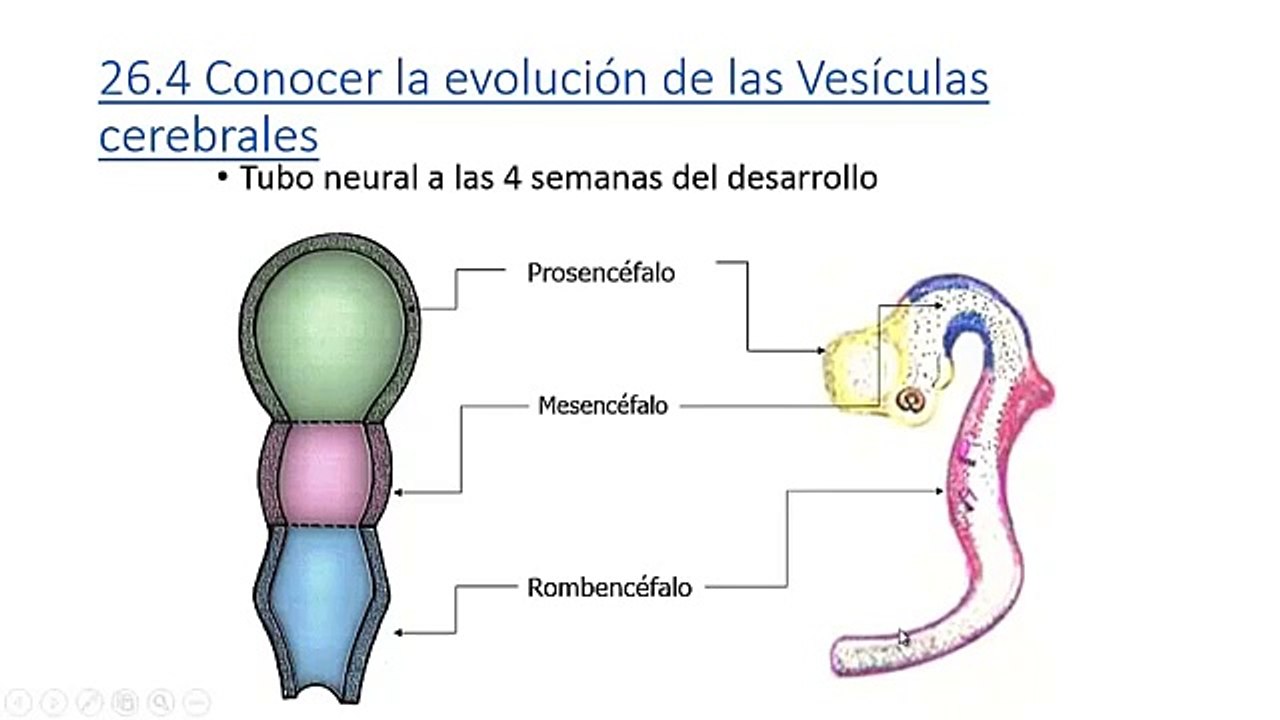Formacion del tubo neural - video Dailymotion