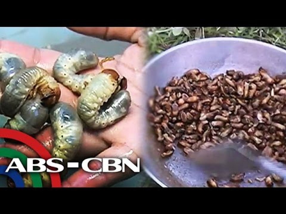Larva ng salagubang pulutan sa Ilocos Norte - video Dailymotion