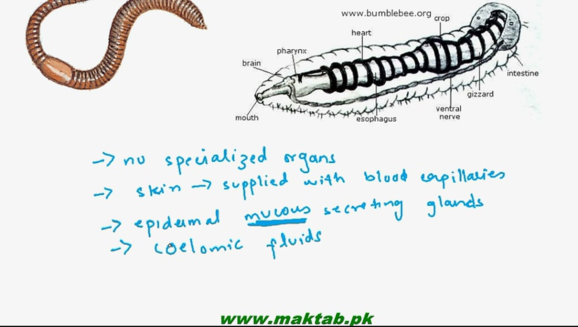 Earthworm Respiratory System