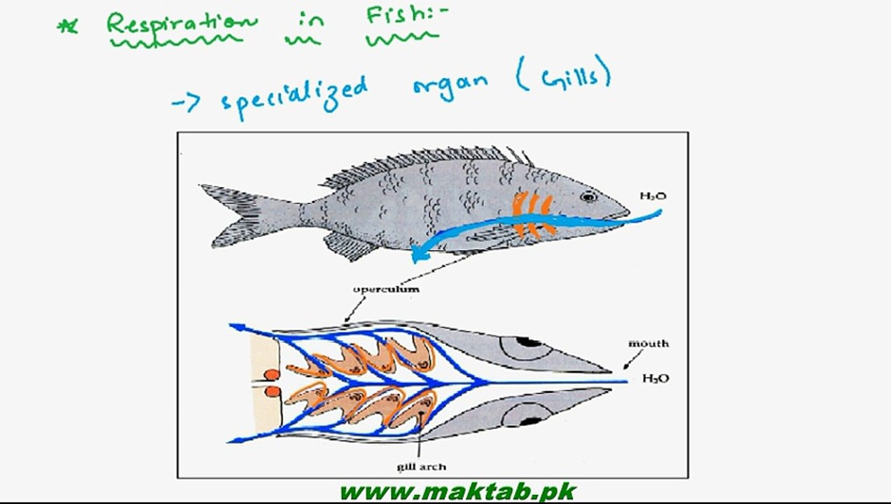 FSc Biology Book1, CH 13, LEC 5; Respiration in Fish - video Dailymotion