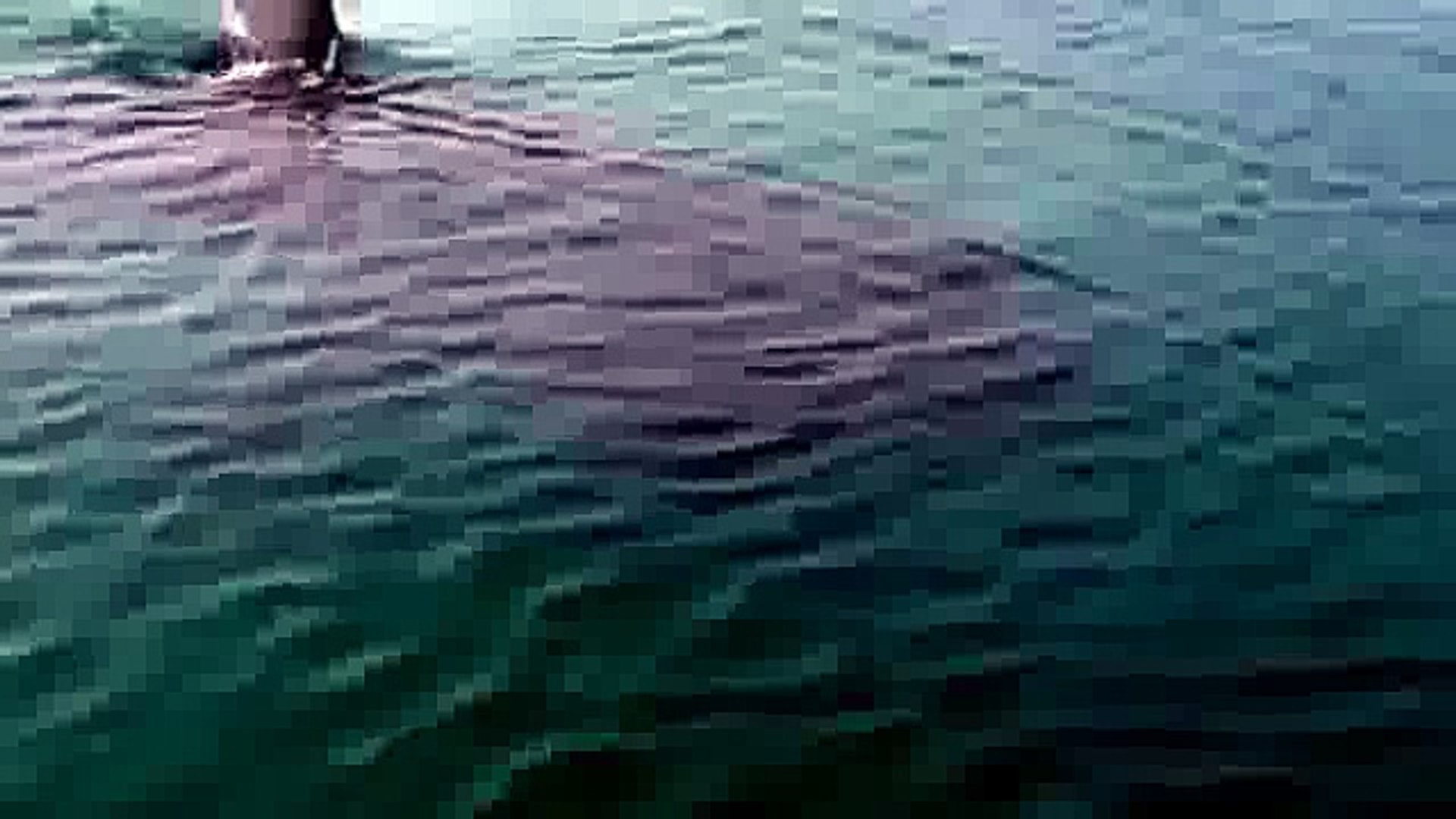 Submarine Shark Sightings