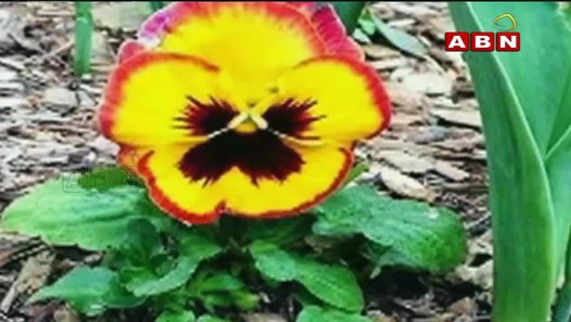 Narilatha flowers in Himalayas - The flowers in shape of a woman ...