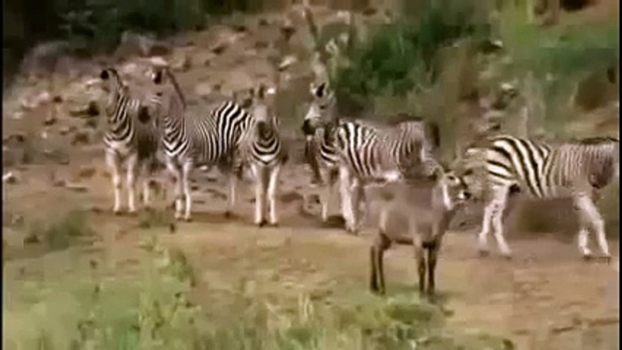 Animal Planet | Discovery Channel | Wild Life Documentary 2015 ...