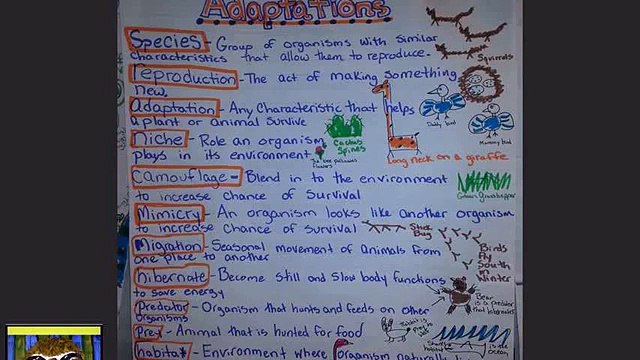 Animal Adaptations Worksheets 4th Grade Structural Adaptations