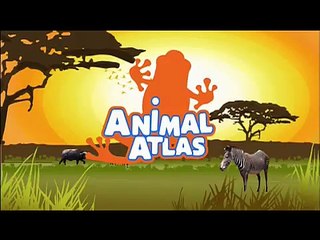 Animal Atlas videos - Dailymotion