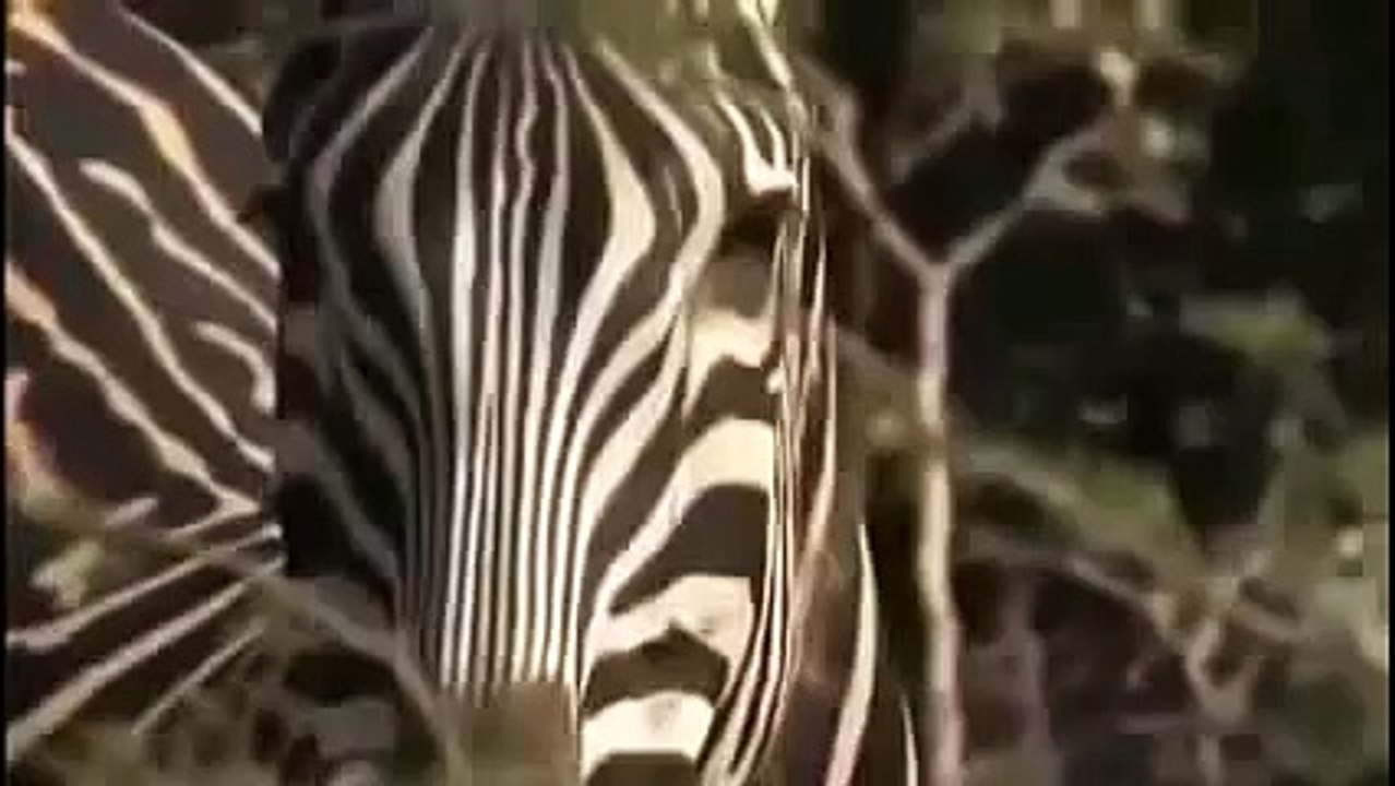 Animal Planet Discovery Channel Wild Life Documentary 2015 National ...