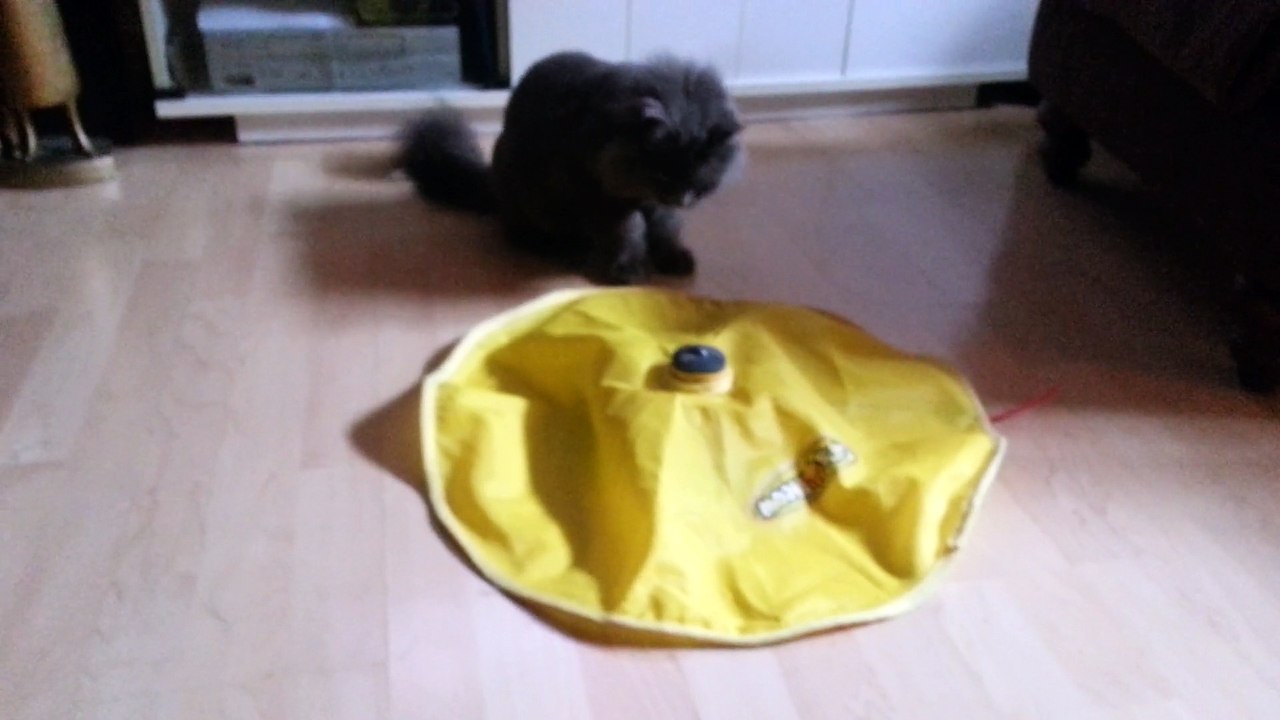 Playtime - Polly - Main Coon Polydactyle - Vidéo Dailymotion