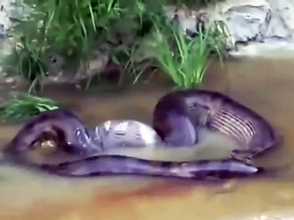 Giant Anaconda Eat Cow ! Really ? - video Dailymotion