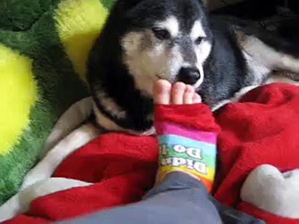 Kobi Licking His Feet And My Feet (Why Do Shiba Inus Do That?) - video ...