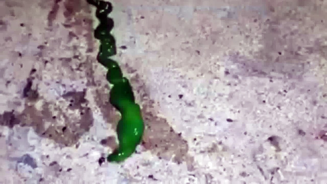 Mystery green -slime snake- caught on camera - video Dailymotion