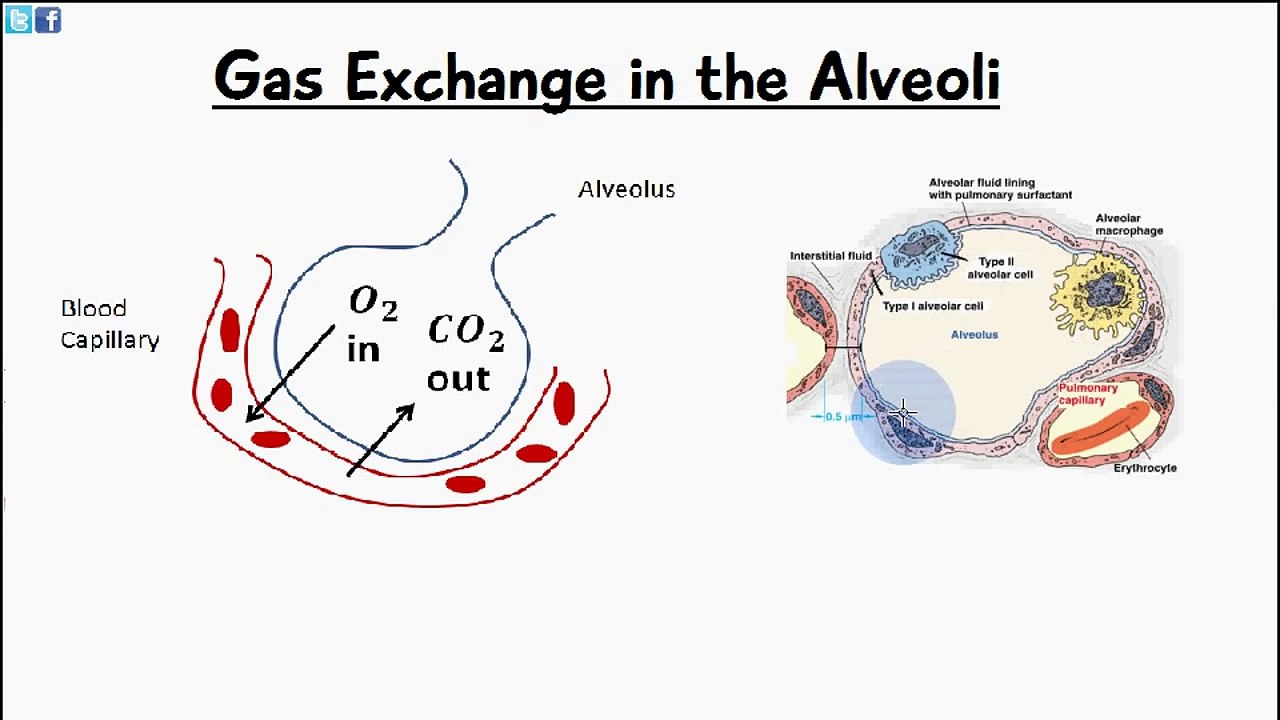 Biology Help: The Respiratory System - Gas Exchange In The Alveoli ...