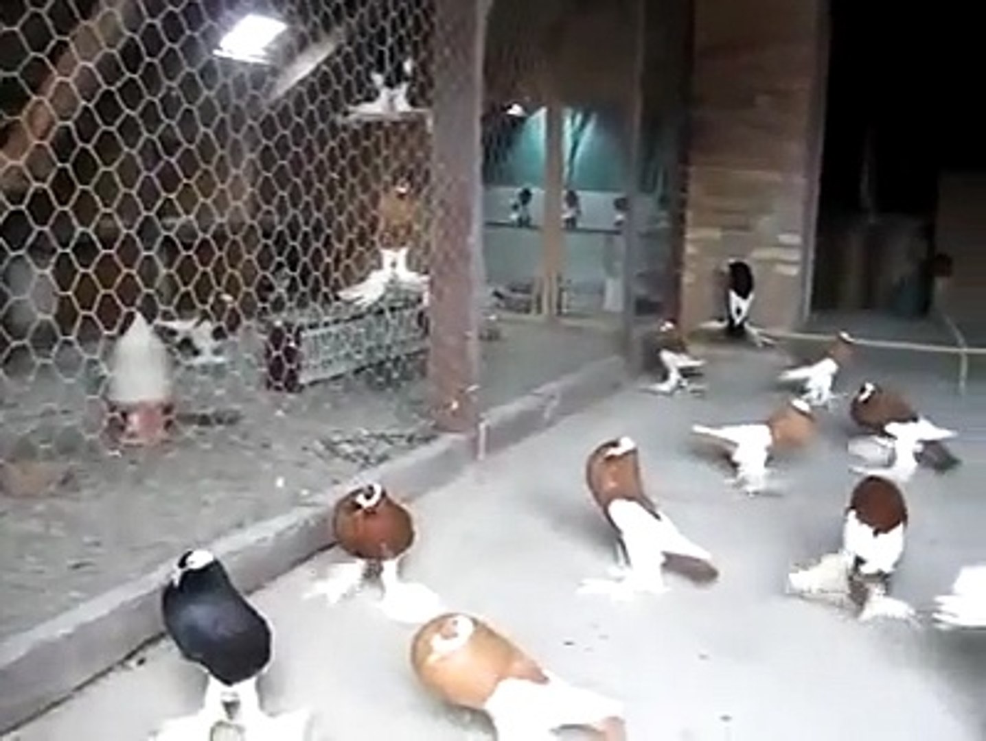 Pouter Pigeon In Kerala Documentary On Fancy Pigeon Rearing In Kerala