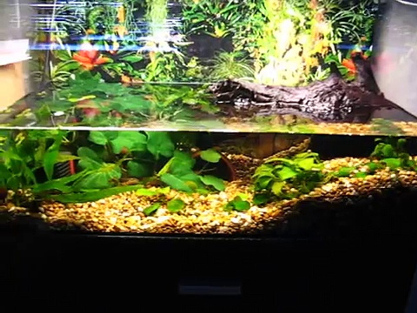 Fire Belly Newt Tank