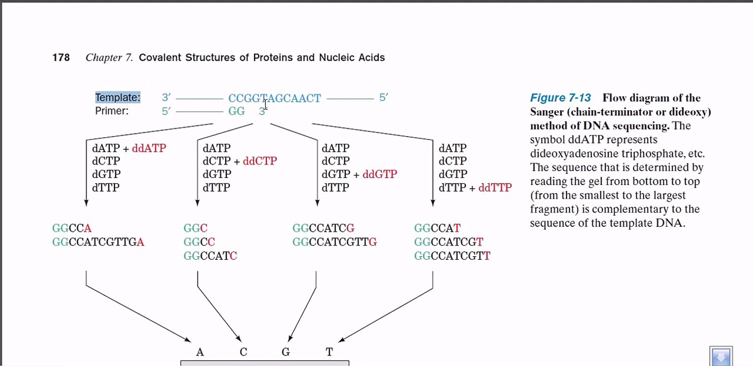 Sanger sequencing method of DNA | chain termination method - video ...
