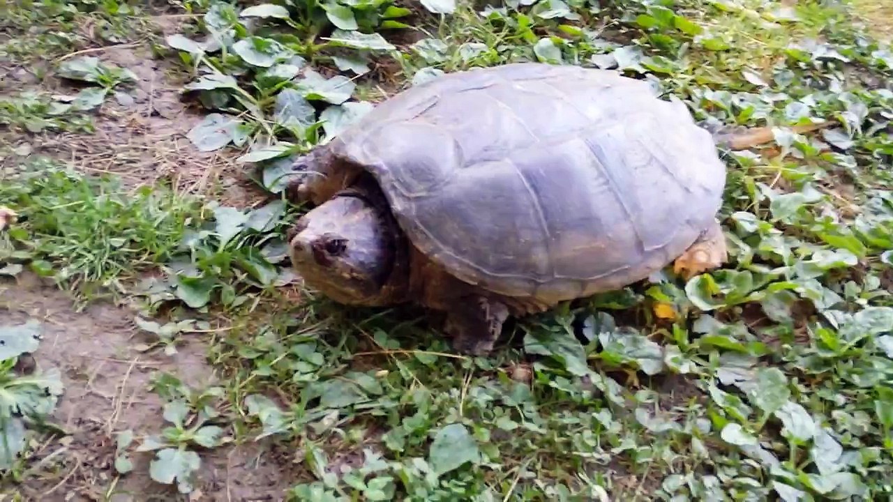 Snapping turtle at camp bites kids finger off.#missing finger - video ...