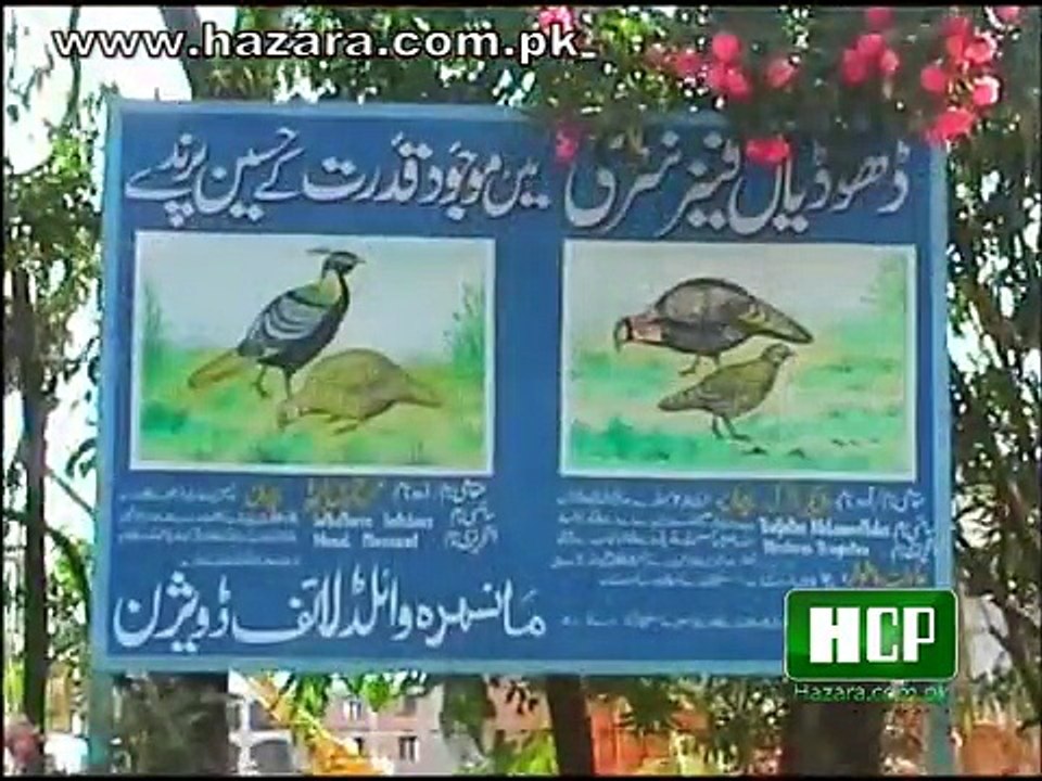 Pheasantry in Dhodial Mansehra Hazara. The largest pheasantry of Asia ...