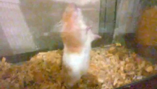 Hamster Dancing to Hamster Dance - video Dailymotion