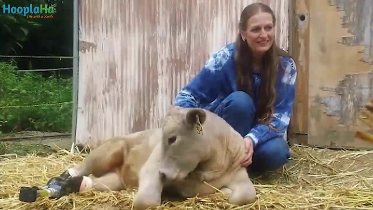 Hero - The Inspiring Amputee Cow and Mom - video Dailymotion