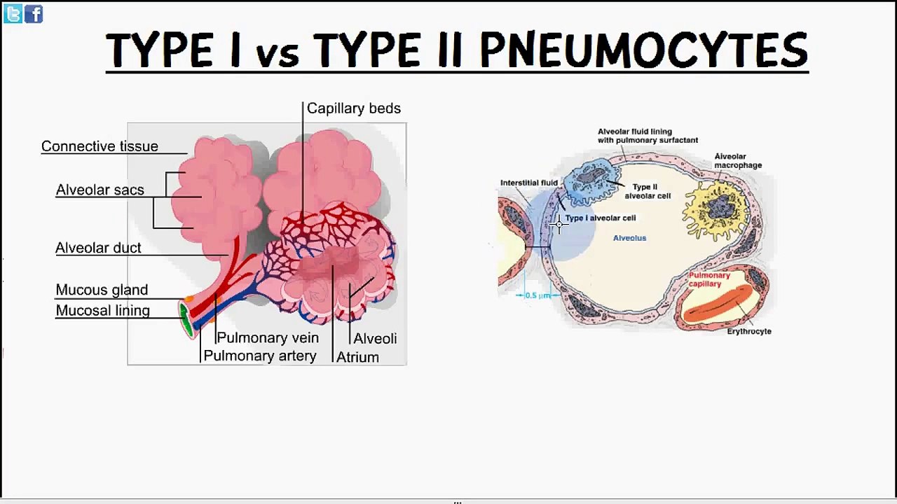 Biology Help: Pulmonary Alveoli - Cells of Alveoli - Type 1 - Type 2 ...